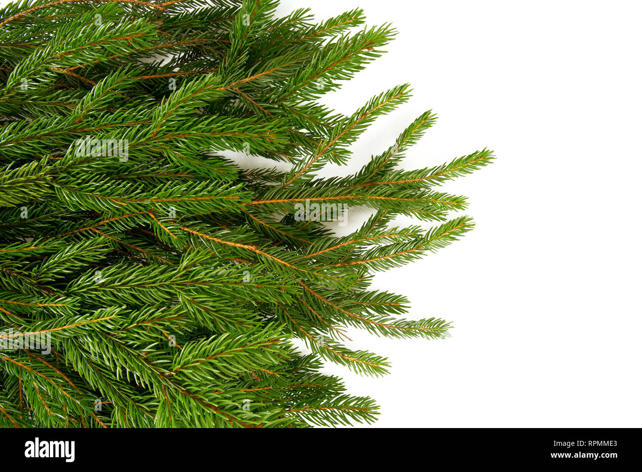 fir tree branch isolated on white Stock Photo - Alamy