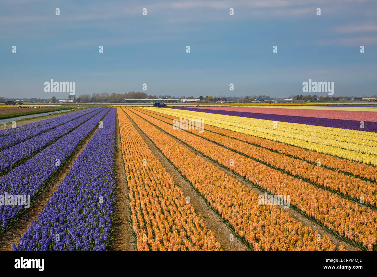 Dutch flower fields with multicolored hyacinths Stock Photo - Alamy
