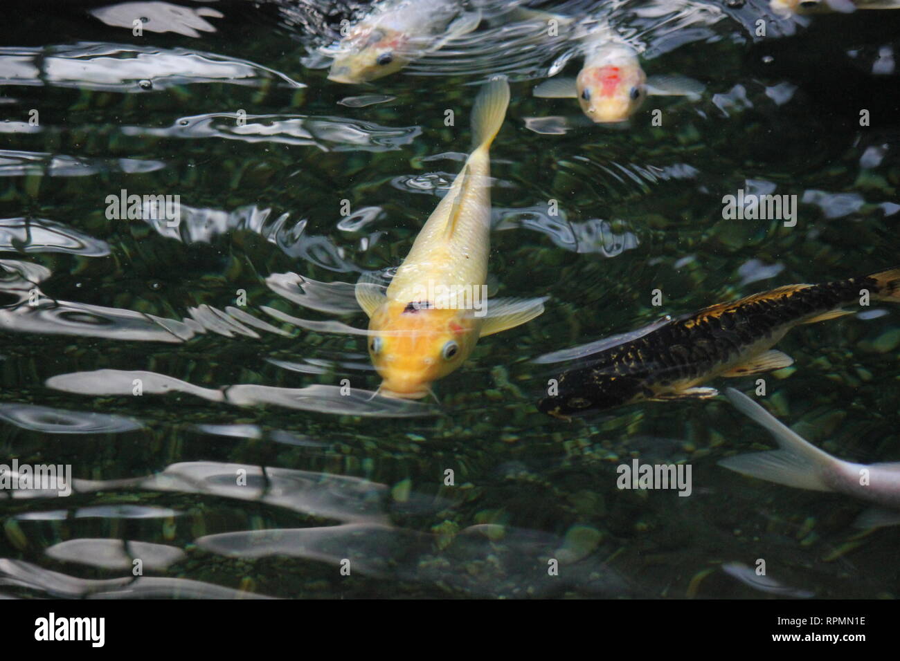 Flawless, stunning large koi nishikigoi, fish swimming around the pond ...