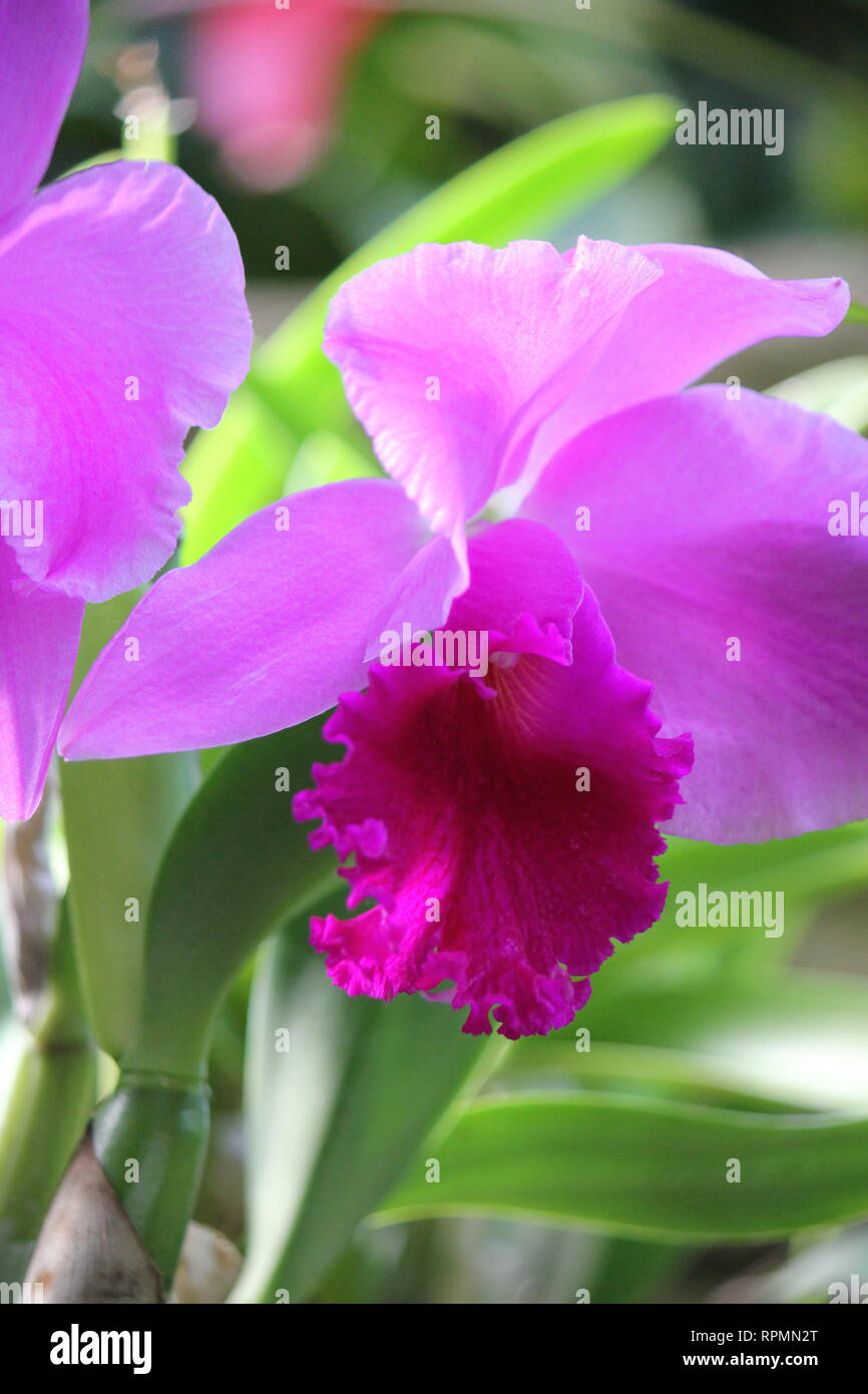 Flawless, stunning boat orchid flowering purple cymbidium orchid plant ...