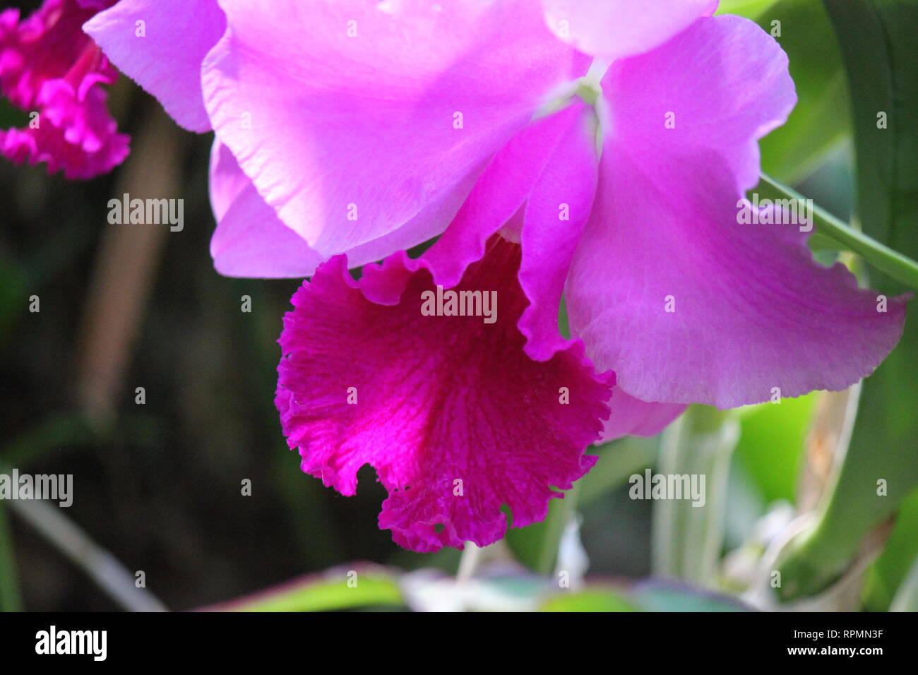 Flawless, stunning boat orchid flowering purple cymbidium orchid plant ...