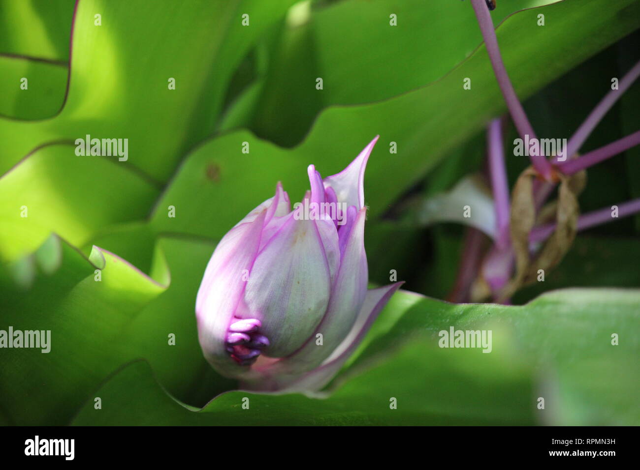 Beautiful tropical flowers growing in the local flower garden Stock ...