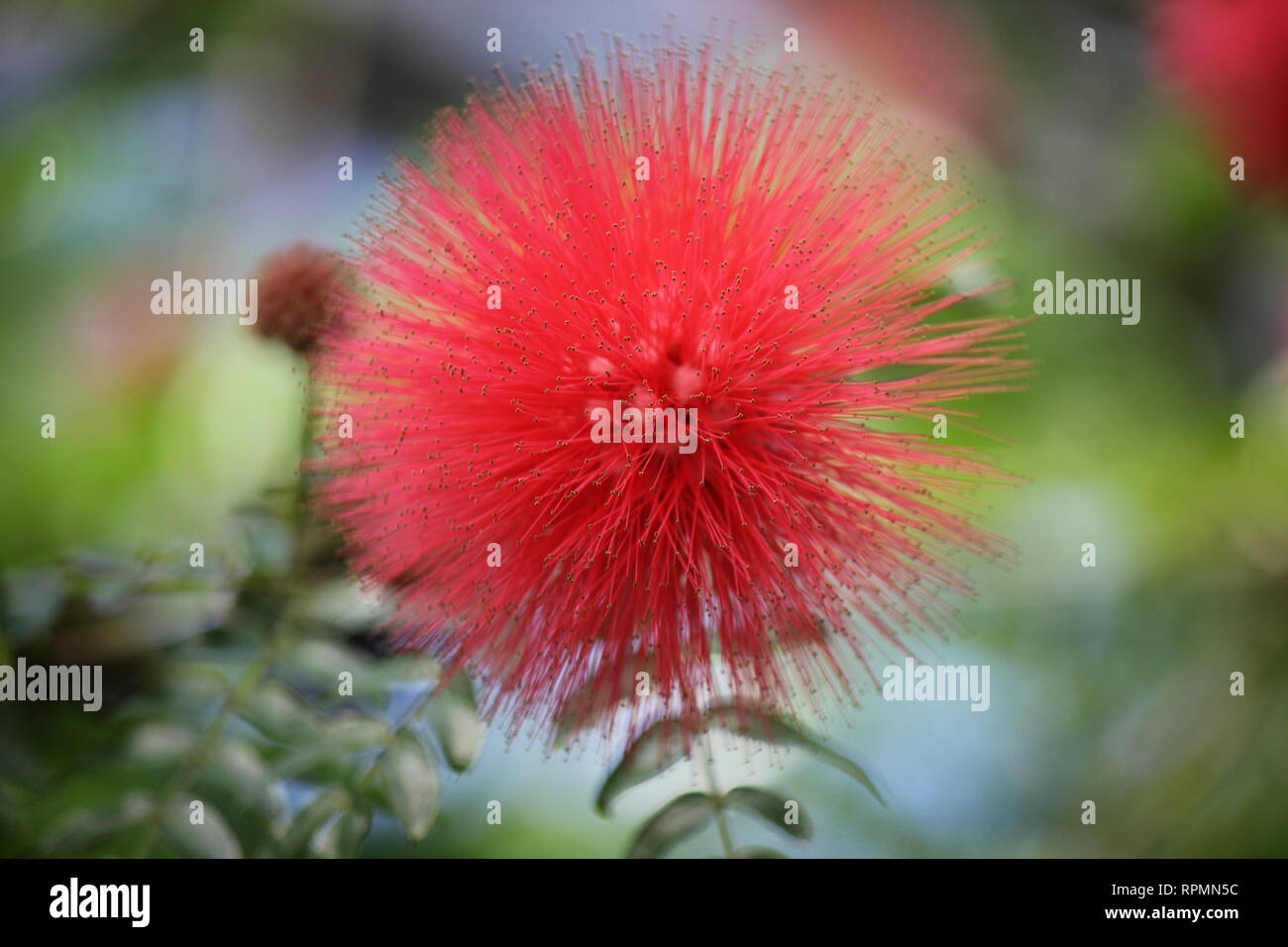 Beautiful, stunning, and striking red Calliandra tree flower growing ...
