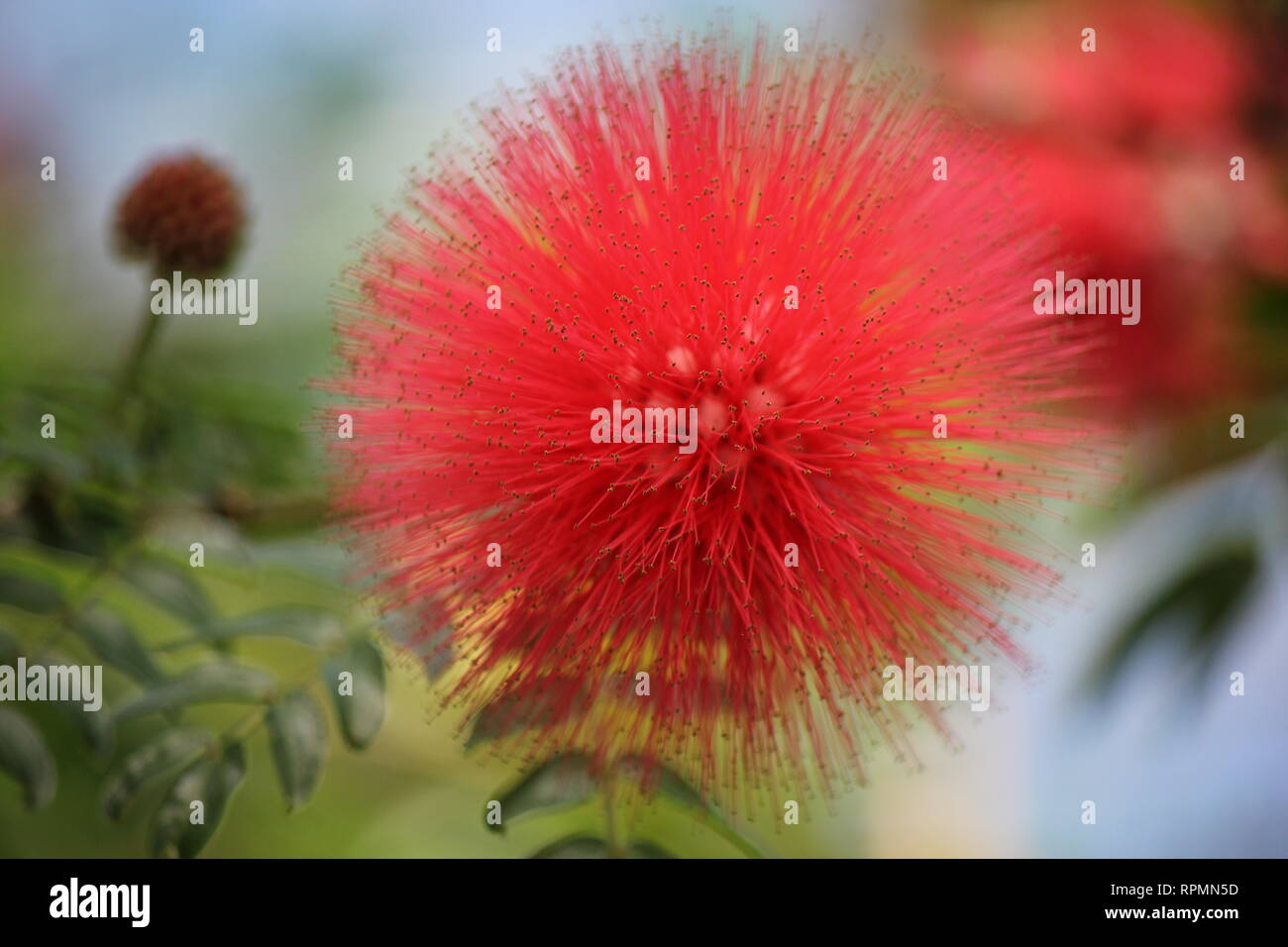 Plant Calliandra High Resolution Stock Photography and Images - Alamy