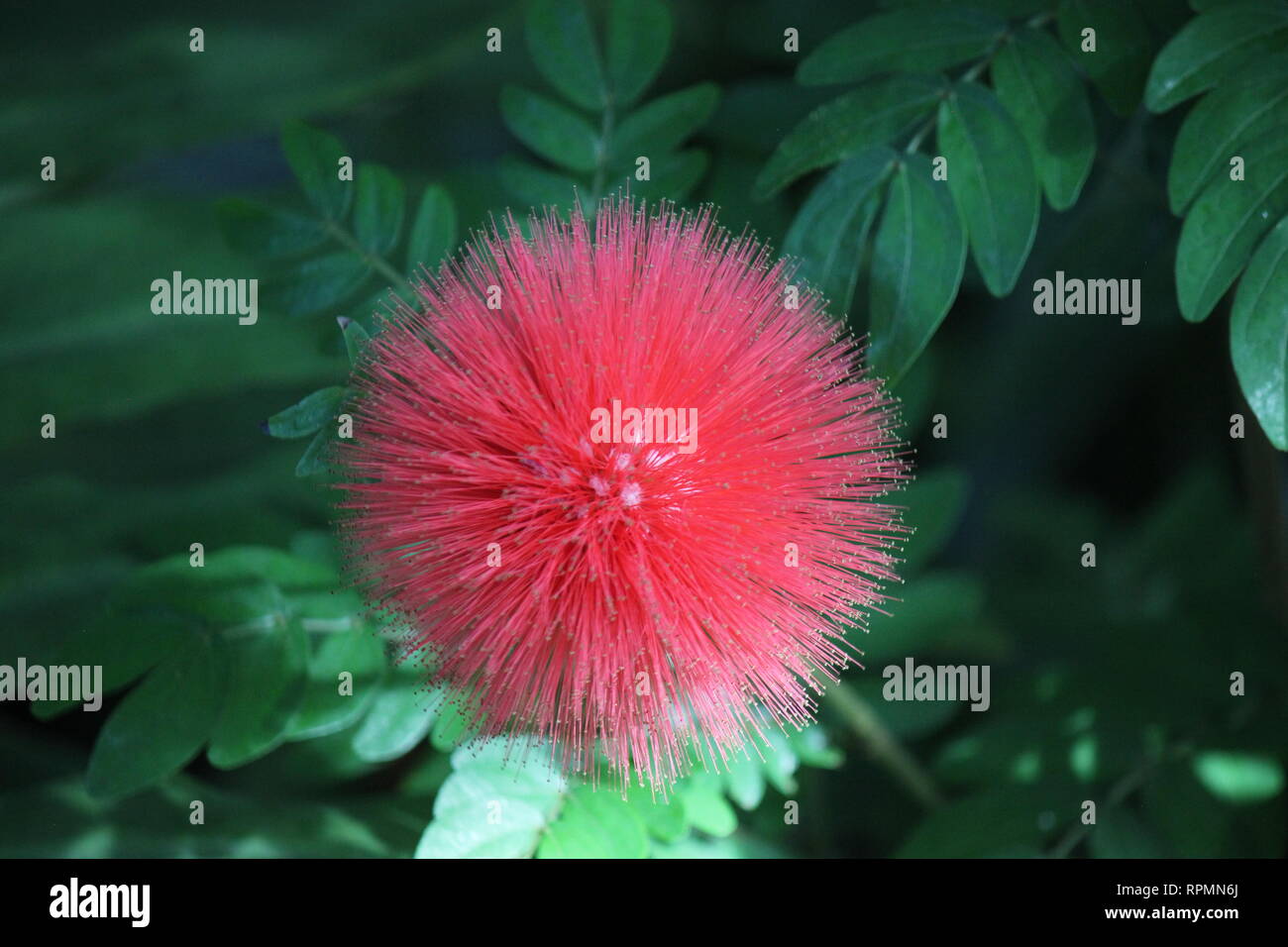 Beautiful, stunning, and striking red Calliandra tree flower growing ...