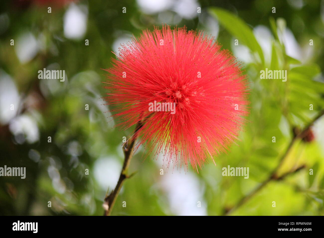 Beautiful, stunning, and striking red Calliandra tree flower growing ...
