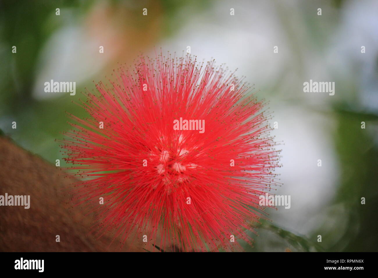 Beautiful, stunning, and striking red Calliandra tree flower growing ...