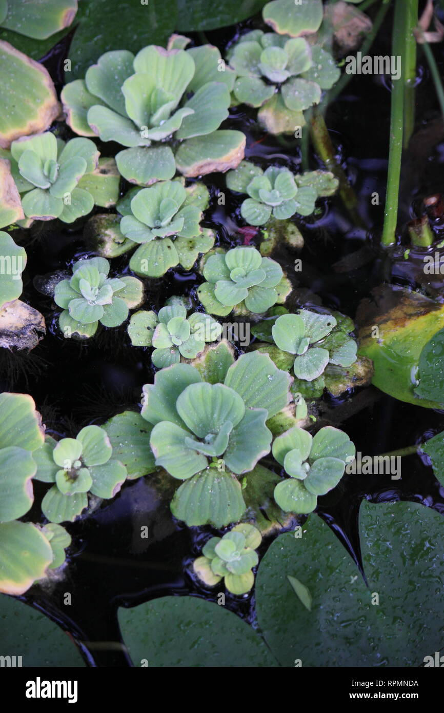 Leafy cabbage blooms hi-res stock photography and images - Alamy
