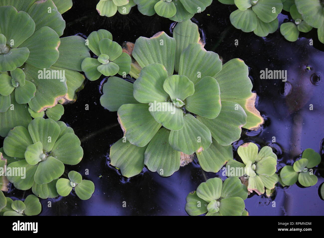 Leafy cabbage blooms hi-res stock photography and images - Alamy