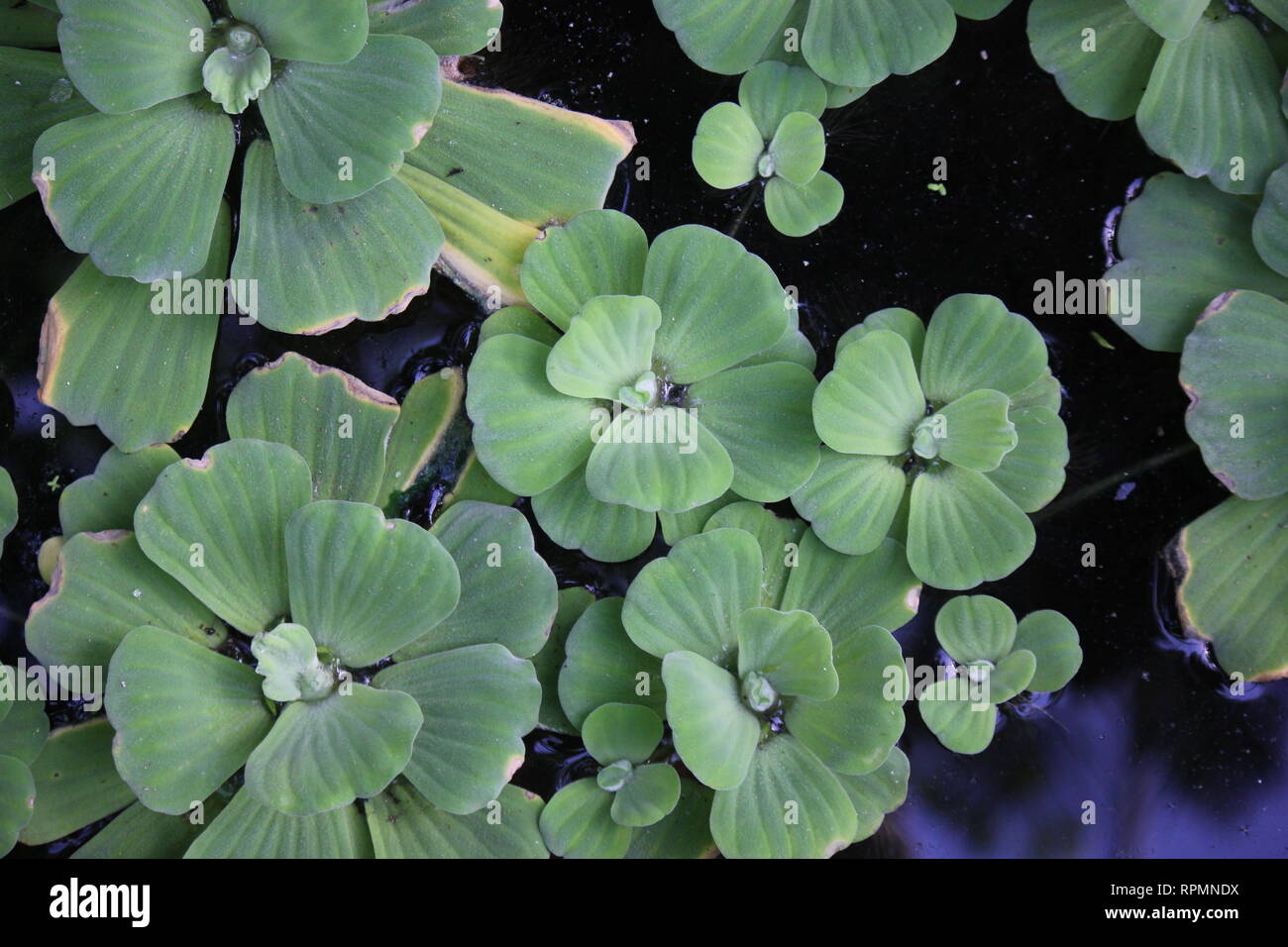 Flawless, stunning pistia water plant, water cabbage, water lettuce ...