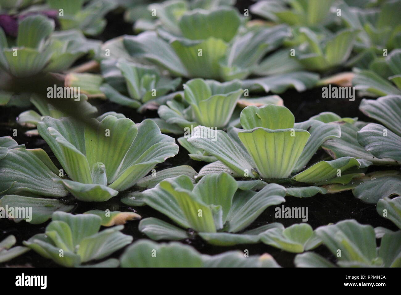 Flawless, stunning pistia water plant, water cabbage, water lettuce ...