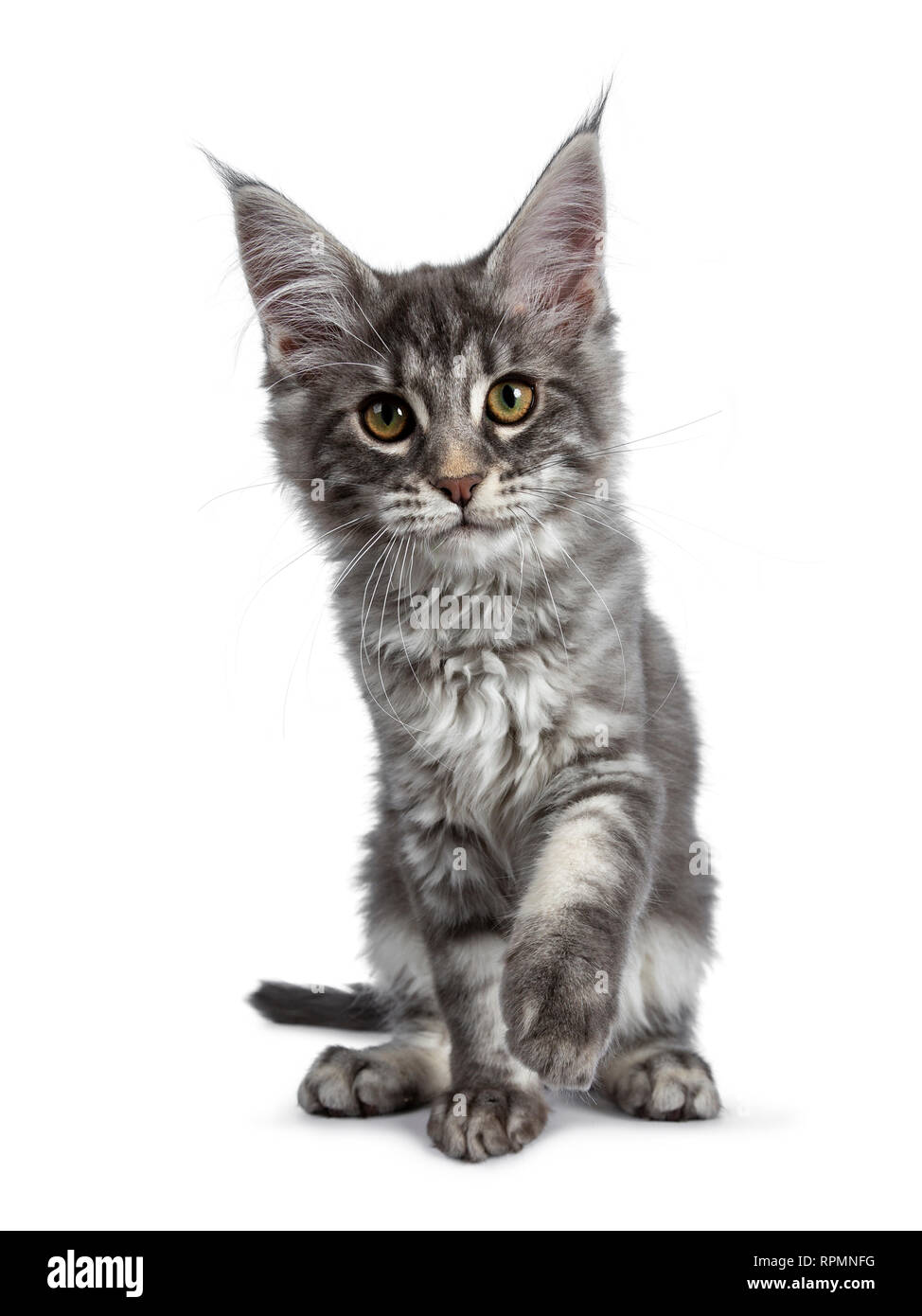 Very cute blue tabby Maine Coon cat kitten, sitting facing front ...