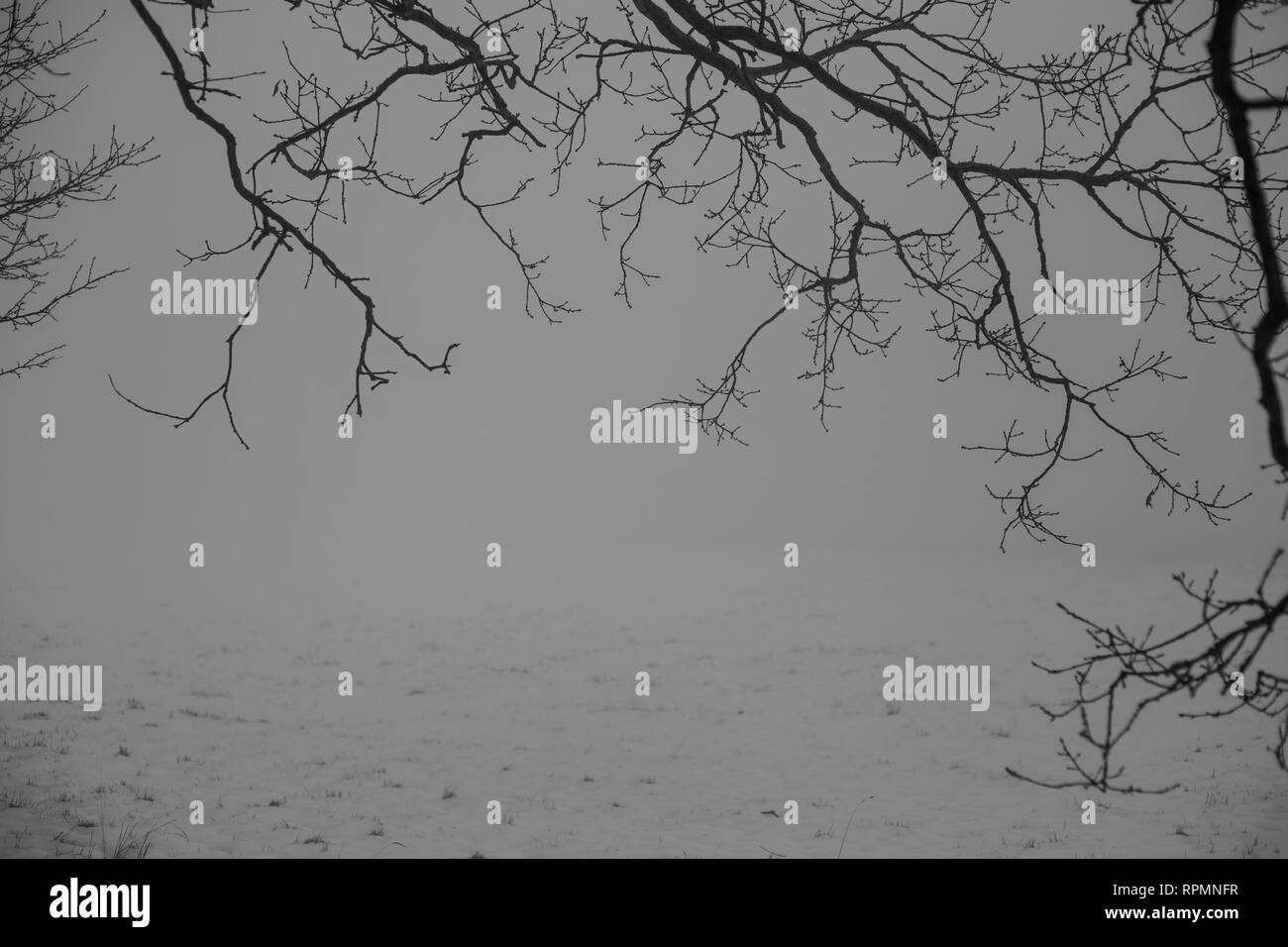 Trees in Fog in Woodland Stock Photo - Alamy