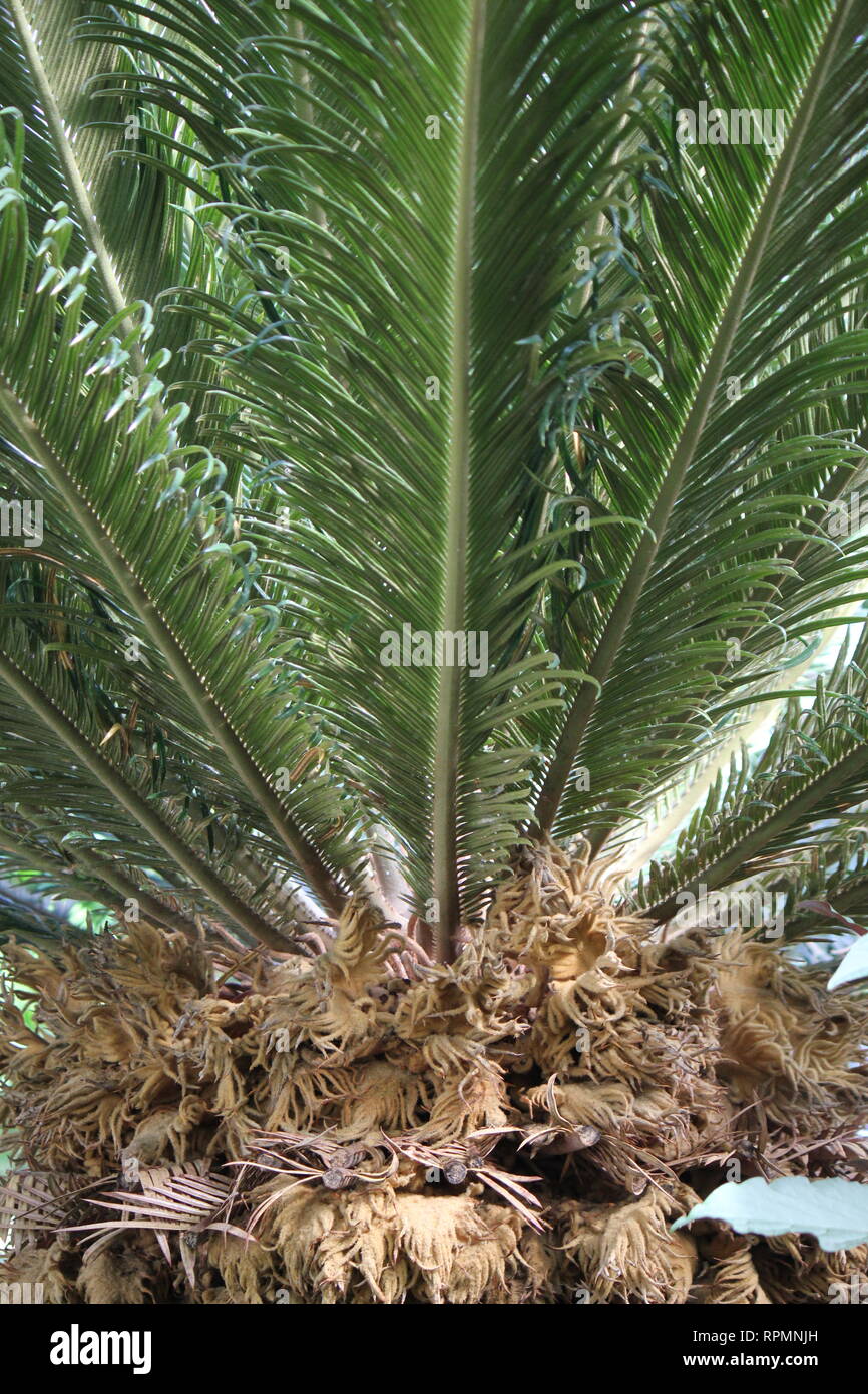 Robust palm hi-res stock photography and images - Alamy