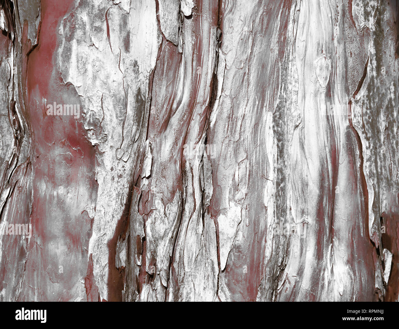 Silver tree bark hi-res stock photography and images - Alamy