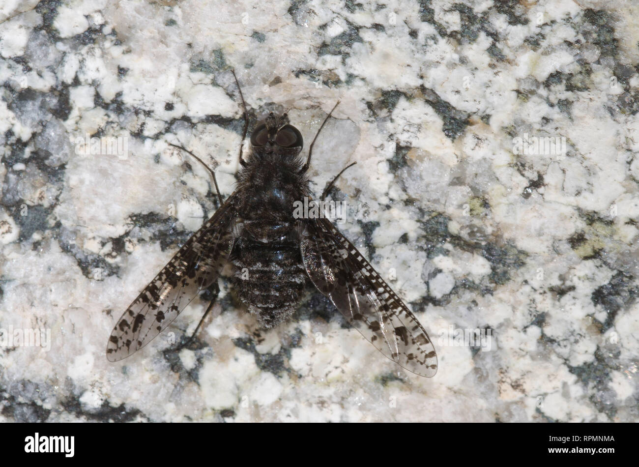 Anthrax sp hi-res stock photography and images - Alamy