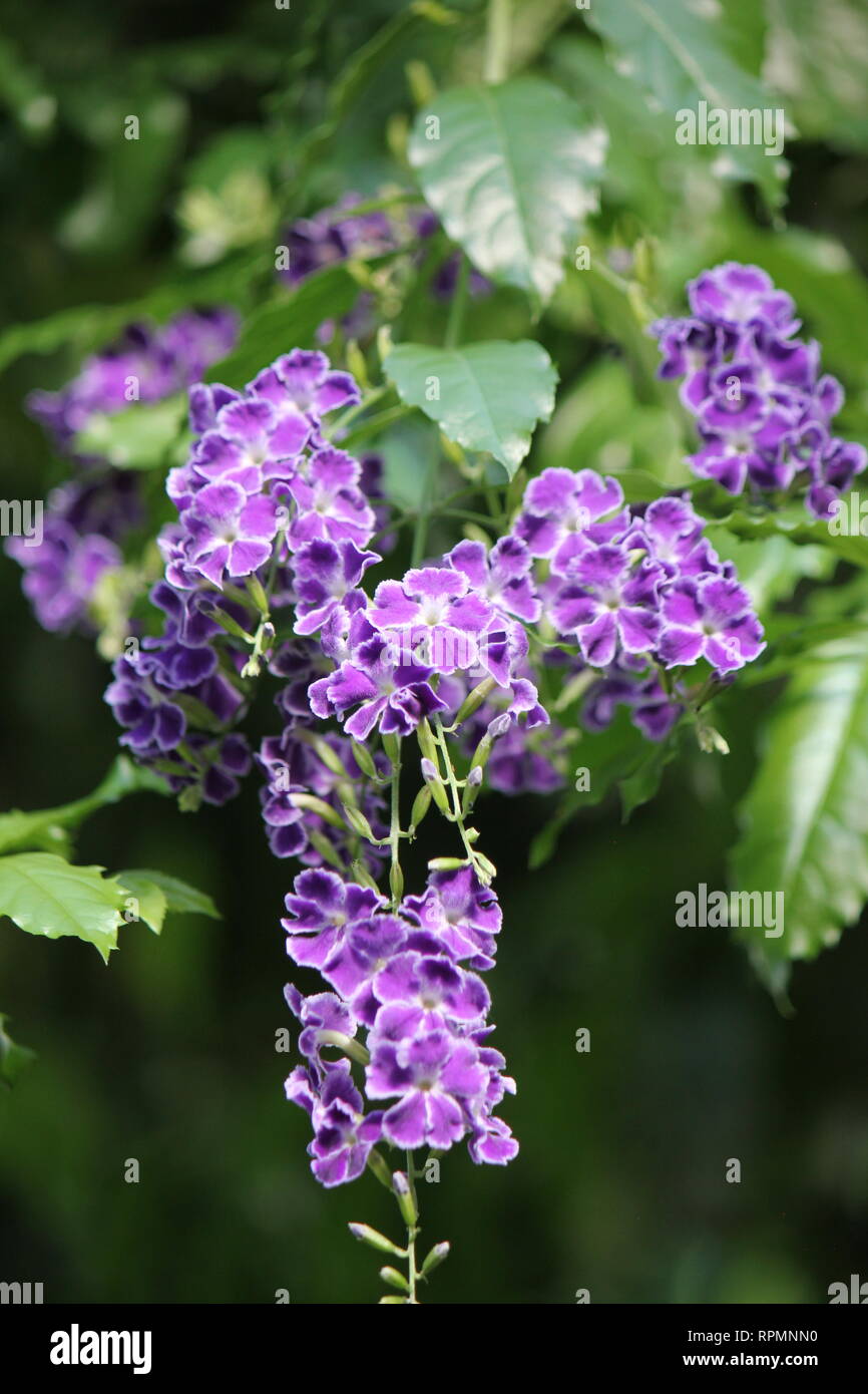 Flawless, stunning cultivated purple flowers and plants growing in the ...
