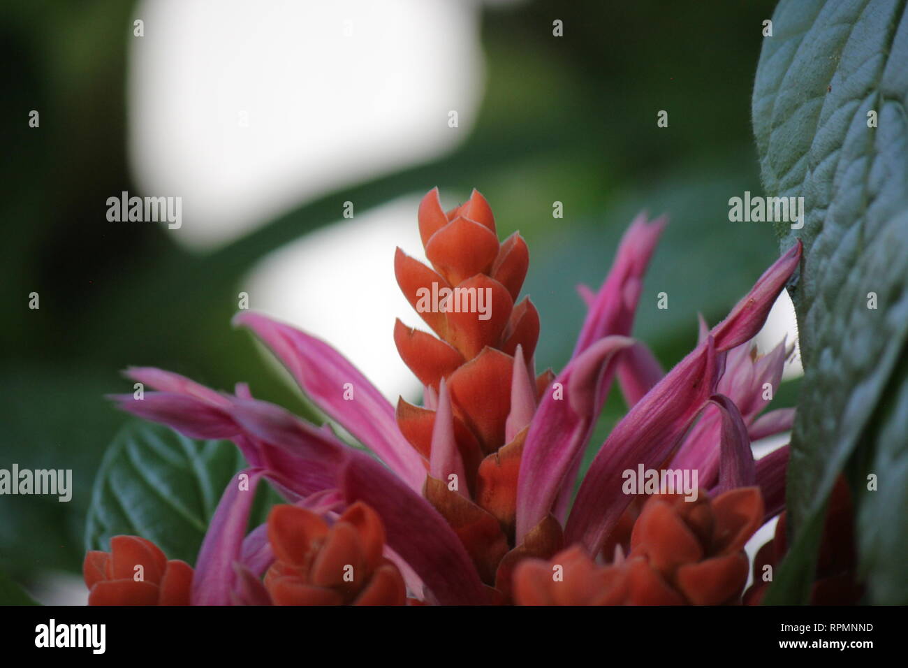 Flawless, stunning hot pink and orange Panama queen flower in full ...