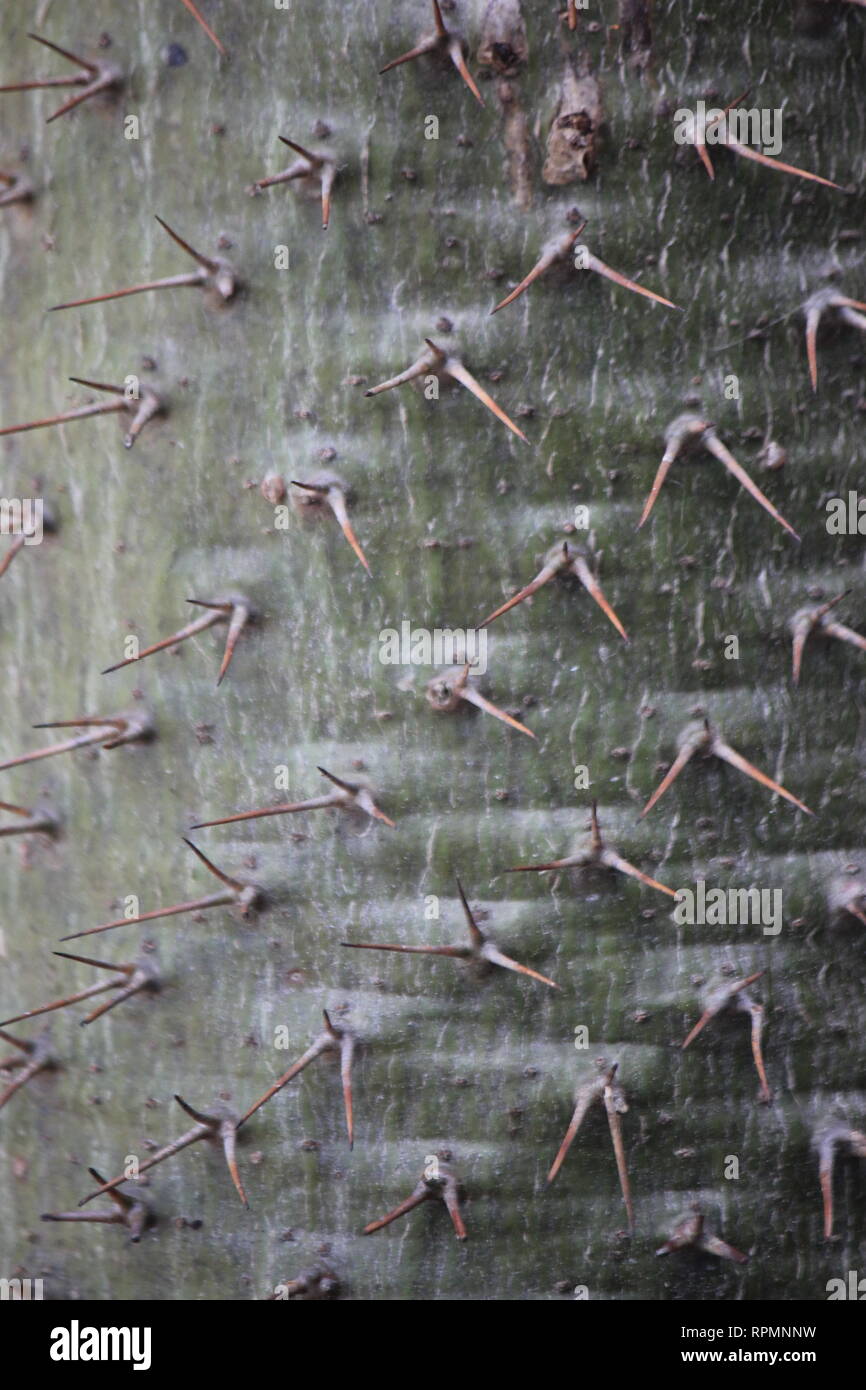 Palm Tree With Thorns High Resolution Stock Photography and Images - Alamy