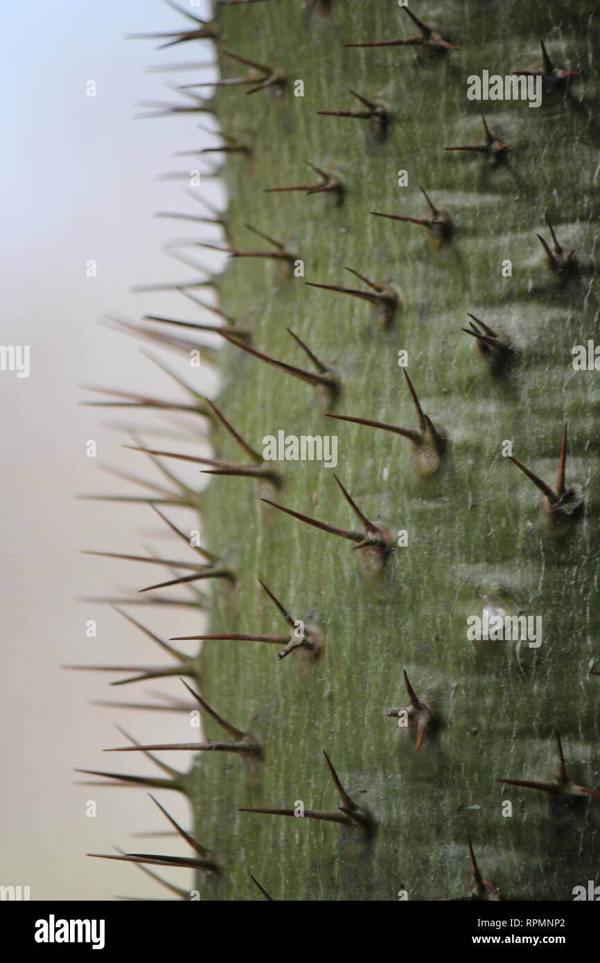 Thorny Palm High Resolution Stock Photography and Images - Alamy