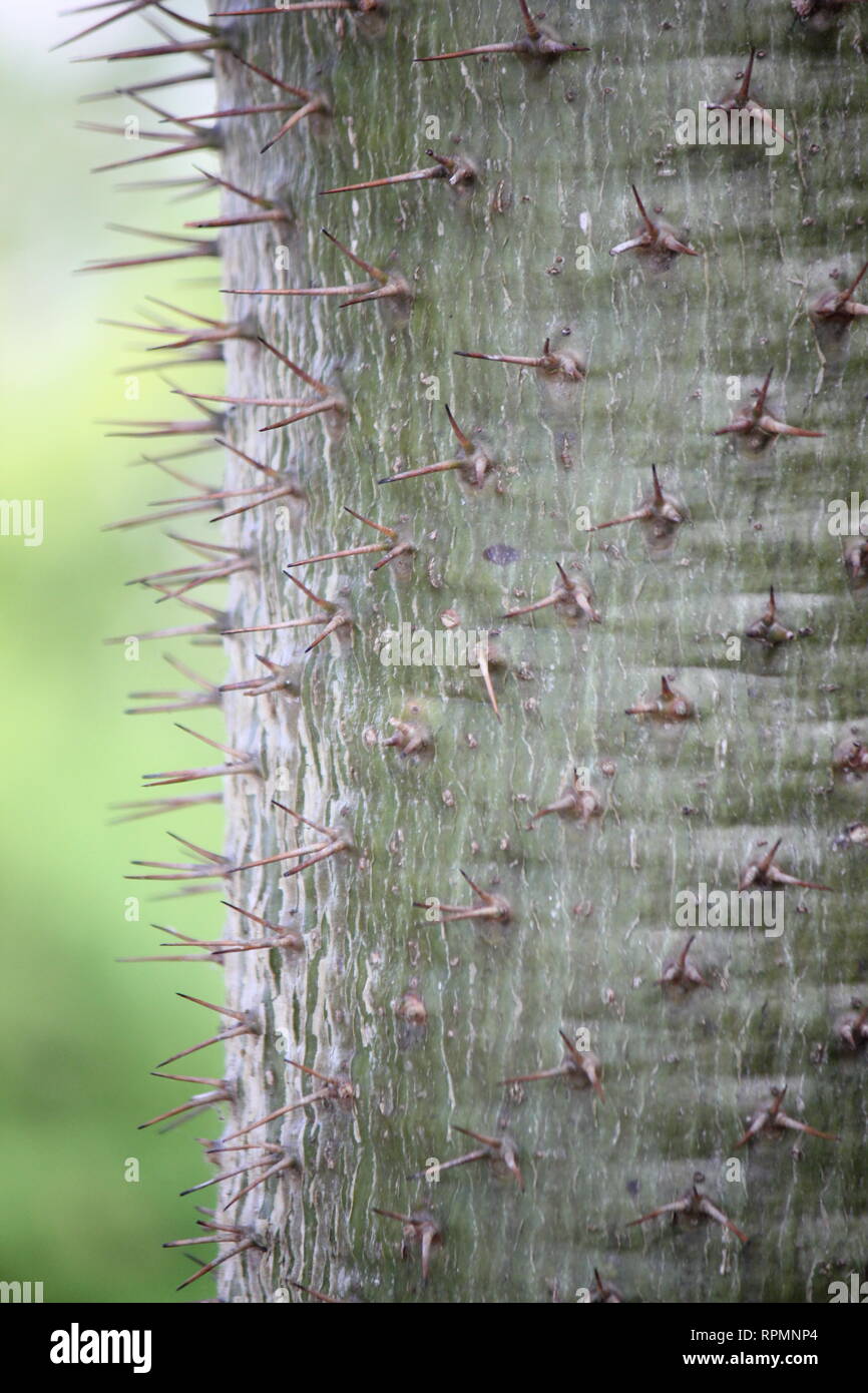 Madagascar Palm Tree High Resolution Stock Photography and Images - Alamy