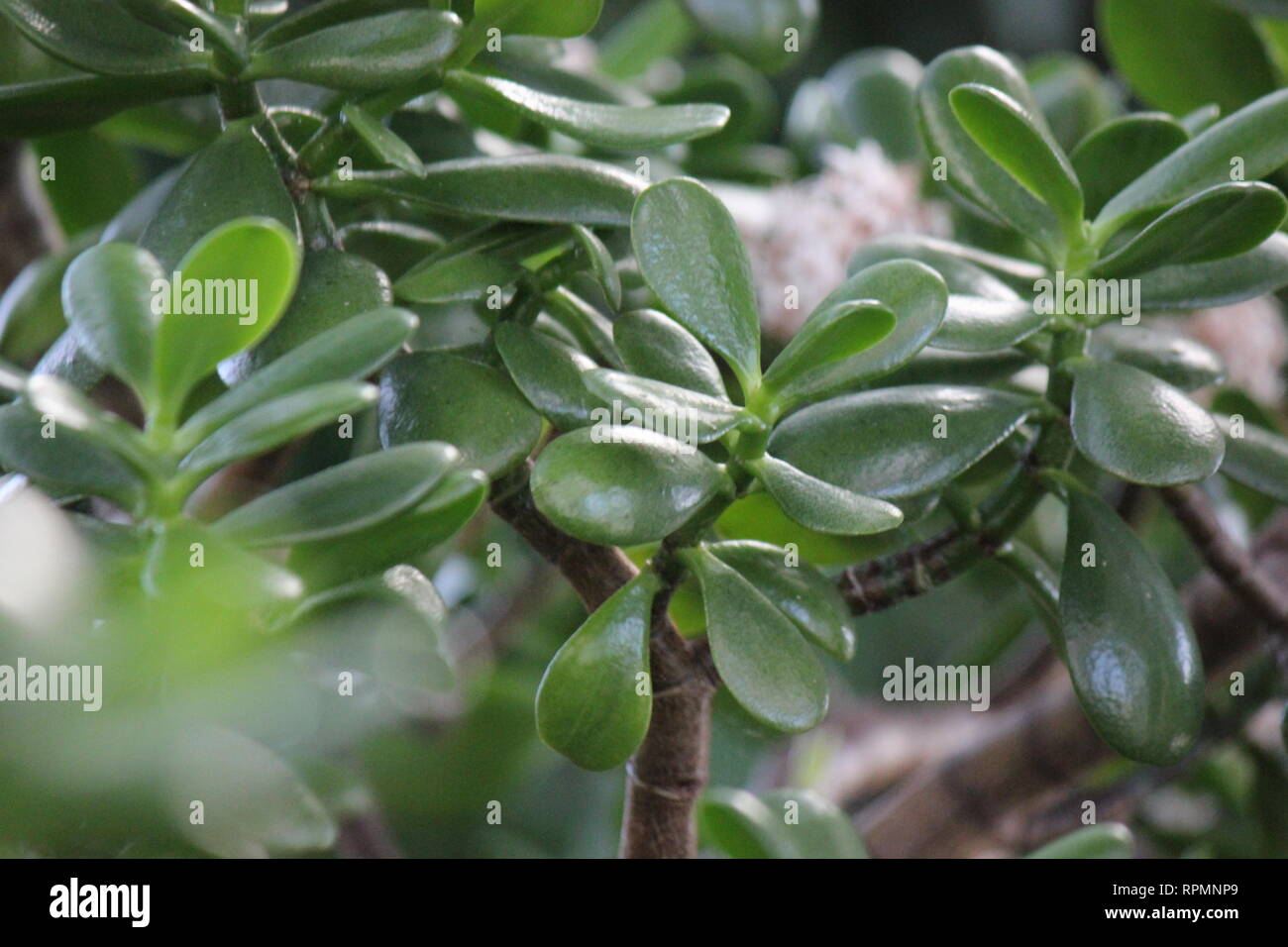 Flawless, stunning cultivated jade plant, lucky plant, money plant or ...
