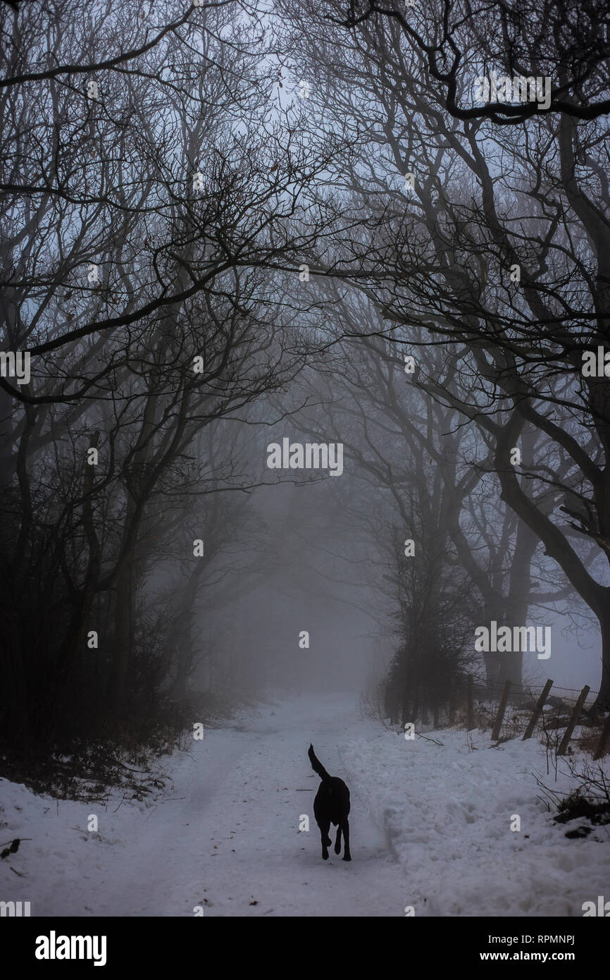 Dog walking down path in fog Stock Photo - Alamy
