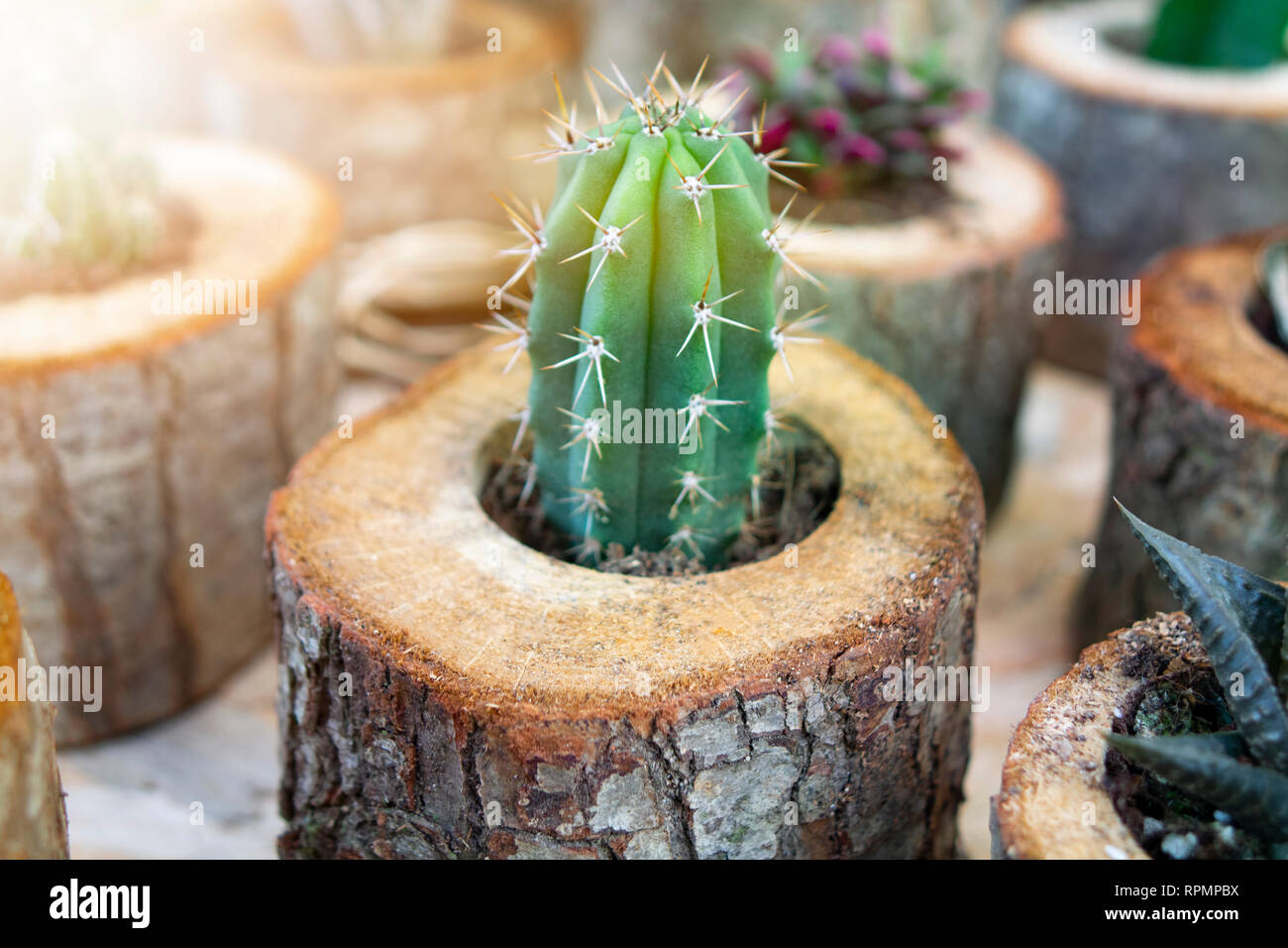 Mini Cactus plant at cactus farm or call Pilosocereus seperate Stock ...