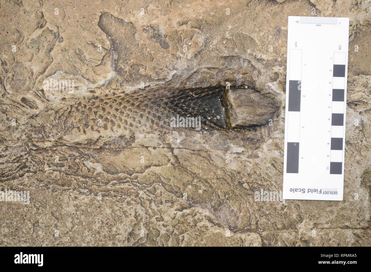 Lepidodendron Branch Fossil in Carboniferous Sandstone Geology Exposed ...