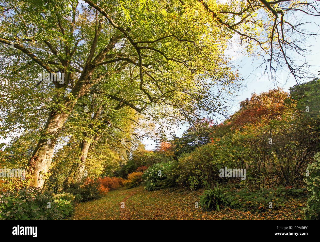 Buckland Monachorum Devon High Resolution Stock Photography and Images ...
