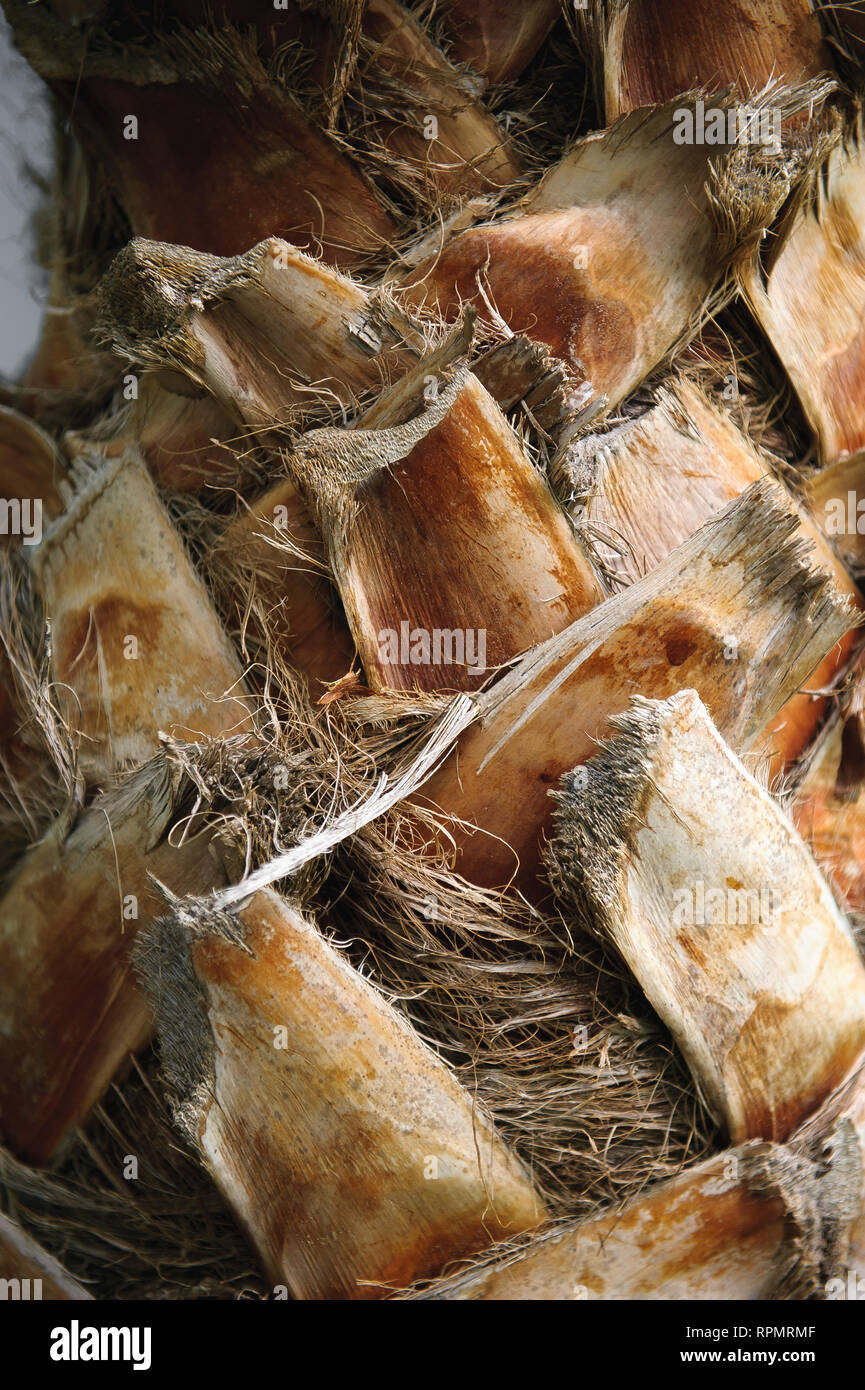 Closeup palm tree trunk caribbean hi-res stock photography and images ...