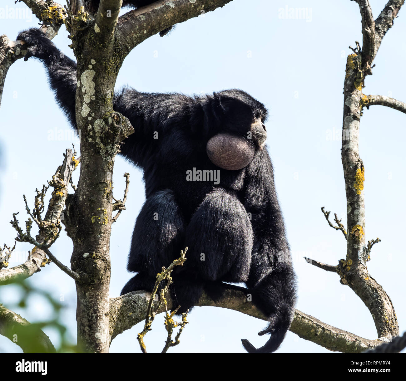 The siamang,Symphalangus syndactylus is an arboreal black-furred gibbon ...