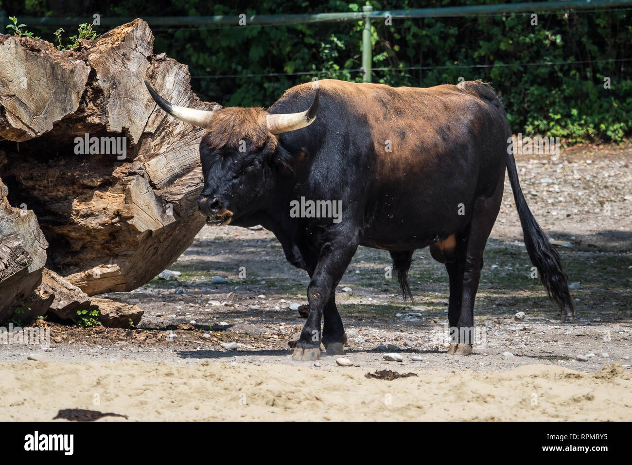 Heck cattle, Bos primigenius taurus, claimed to resemble the extinct ...