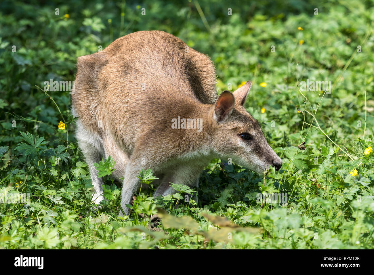 The agile wallaby, Macropus agilis also known as the sandy wallaby is a ...