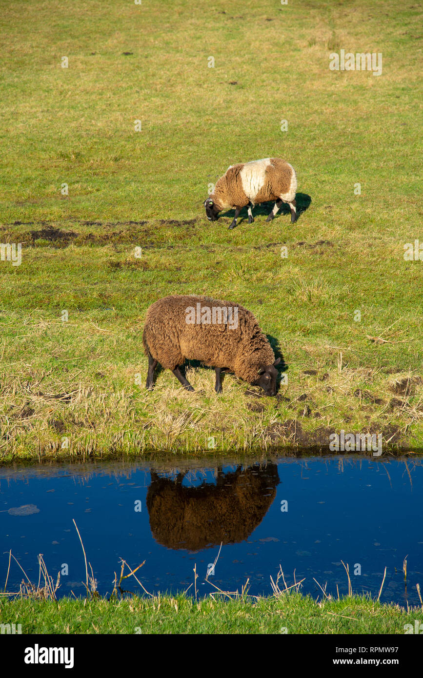 sheep and ditch Stock Photo - Alamy