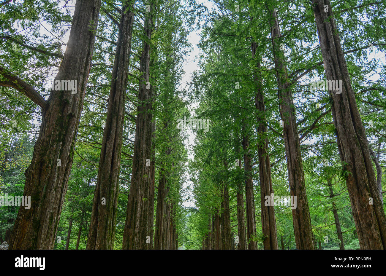 Row of green ginkgo trees in the park at Namiseom or Nami Island ...