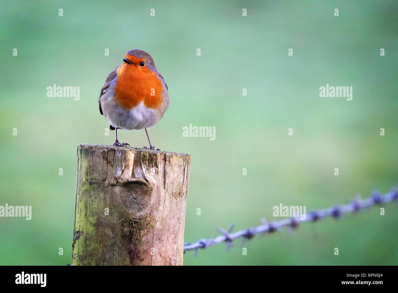 Robin on a fence post Stock Photo - Alamy
