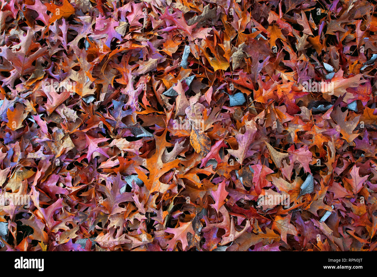 Colourful autumn leaves on around Stock Photo - Alamy
