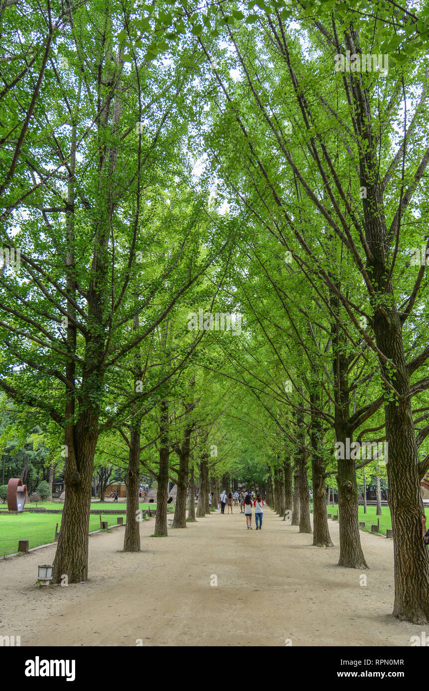 Nami, South Korea - Sep 14, 2016. Row of green ginkgo trees in the park ...