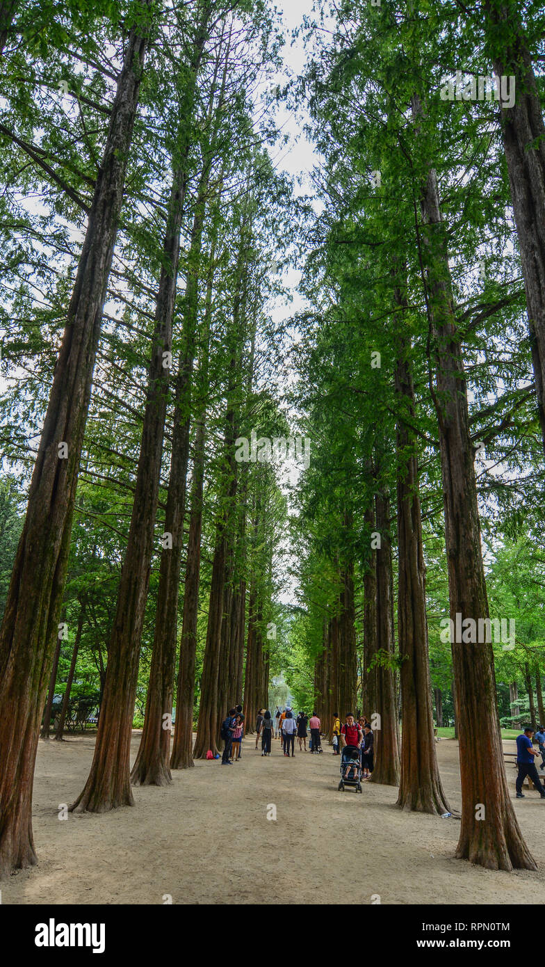 Nami, South Korea - Sep 14, 2016. Row of green ginkgo trees in the park ...