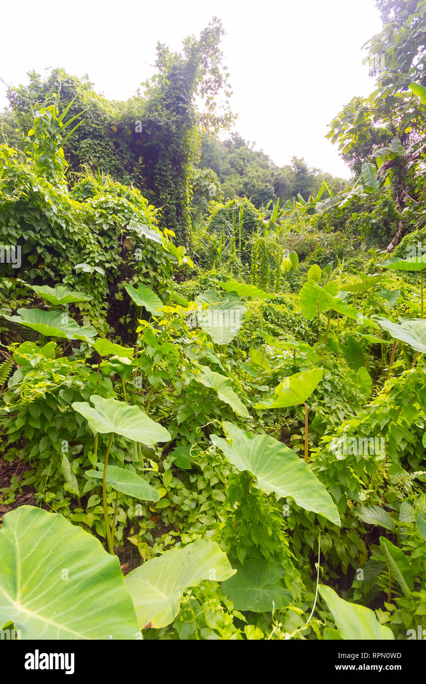 Tropical Rainforest Landscape near Chiang Rai, North of Thailand Stock ...