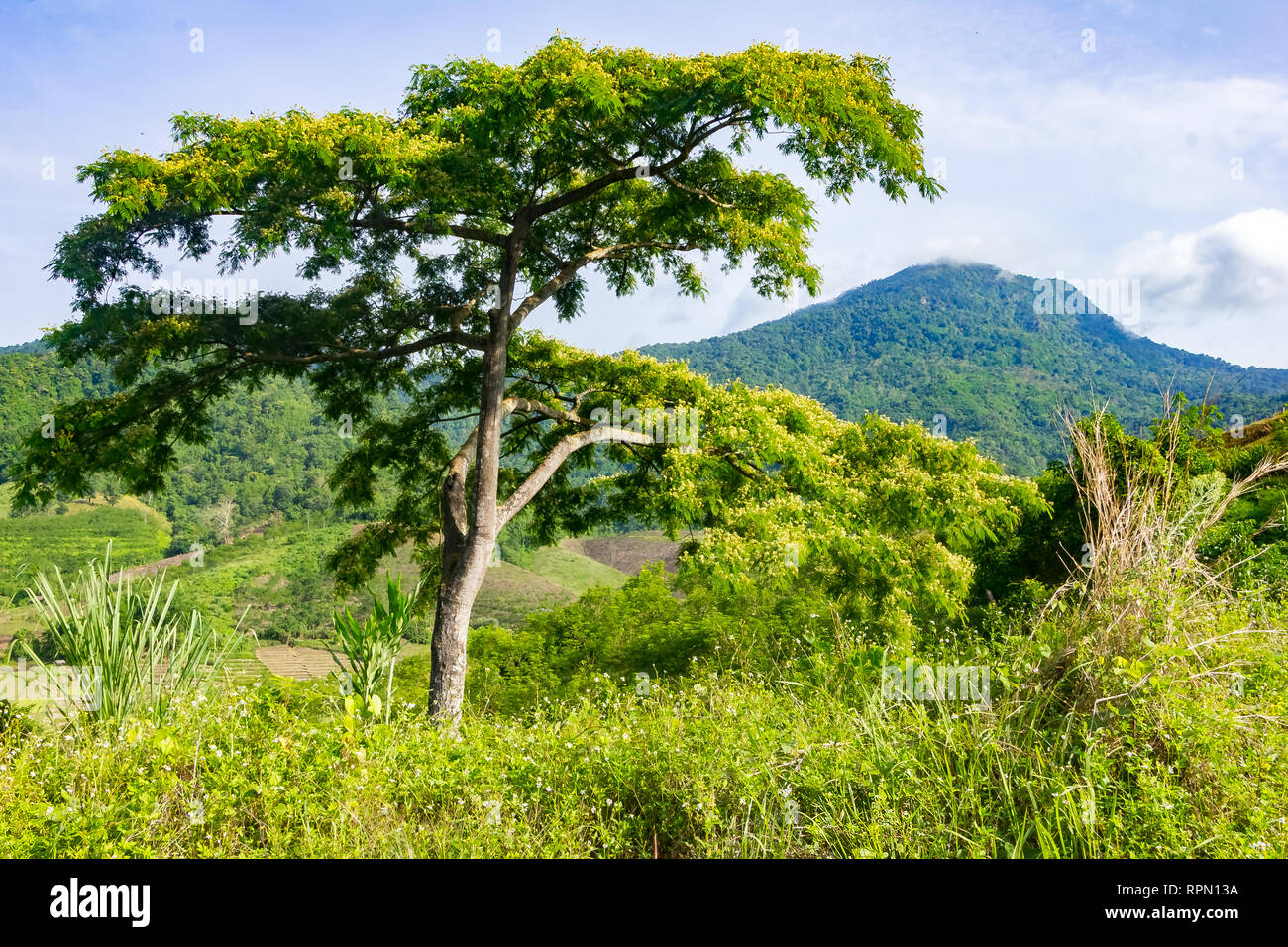 Tropical Rainforest Landscape near Chiang Rai, North of Thailand Stock ...