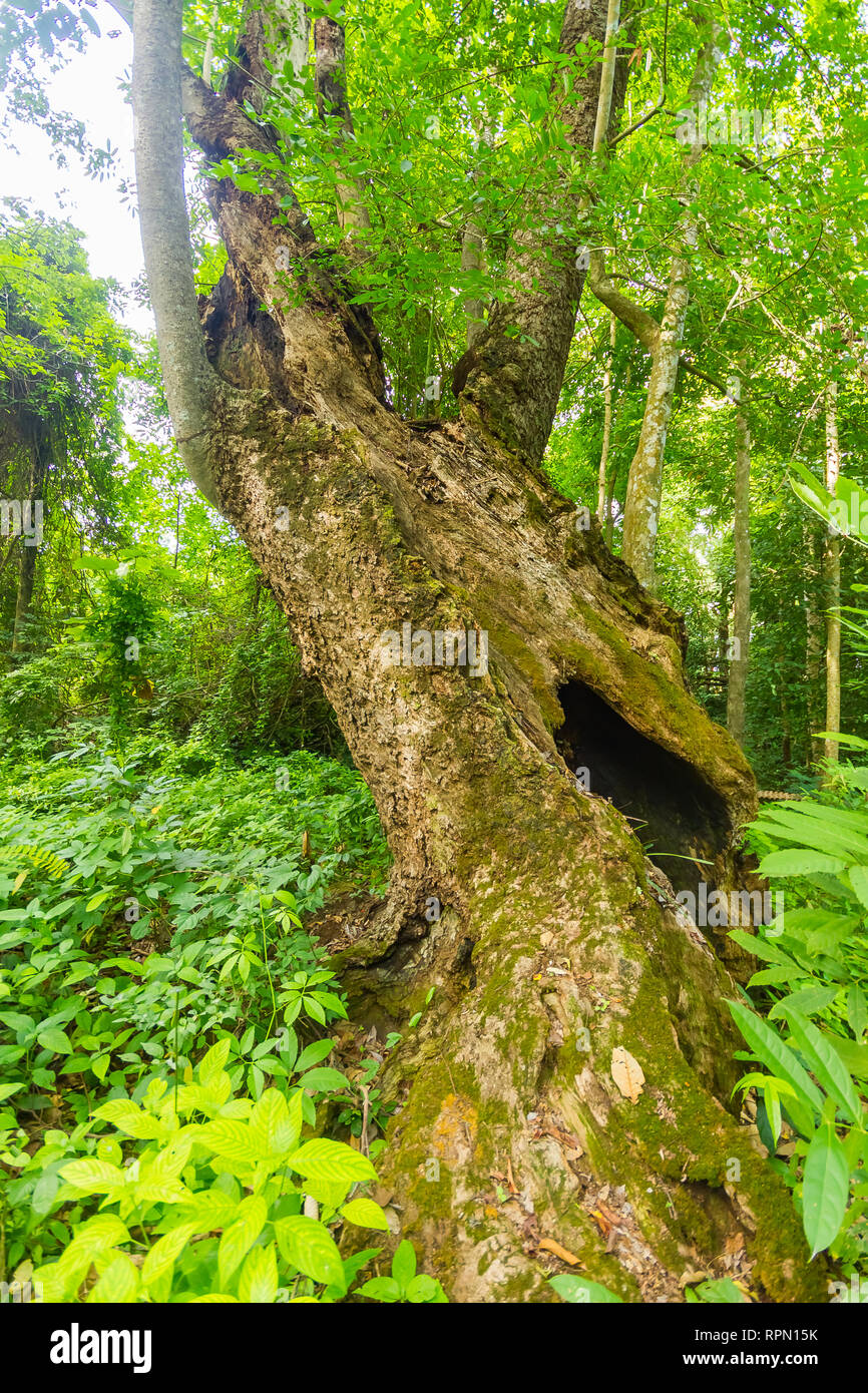 Tropical Rainforest Landscape near Chiang Rai, North of Thailand Stock ...