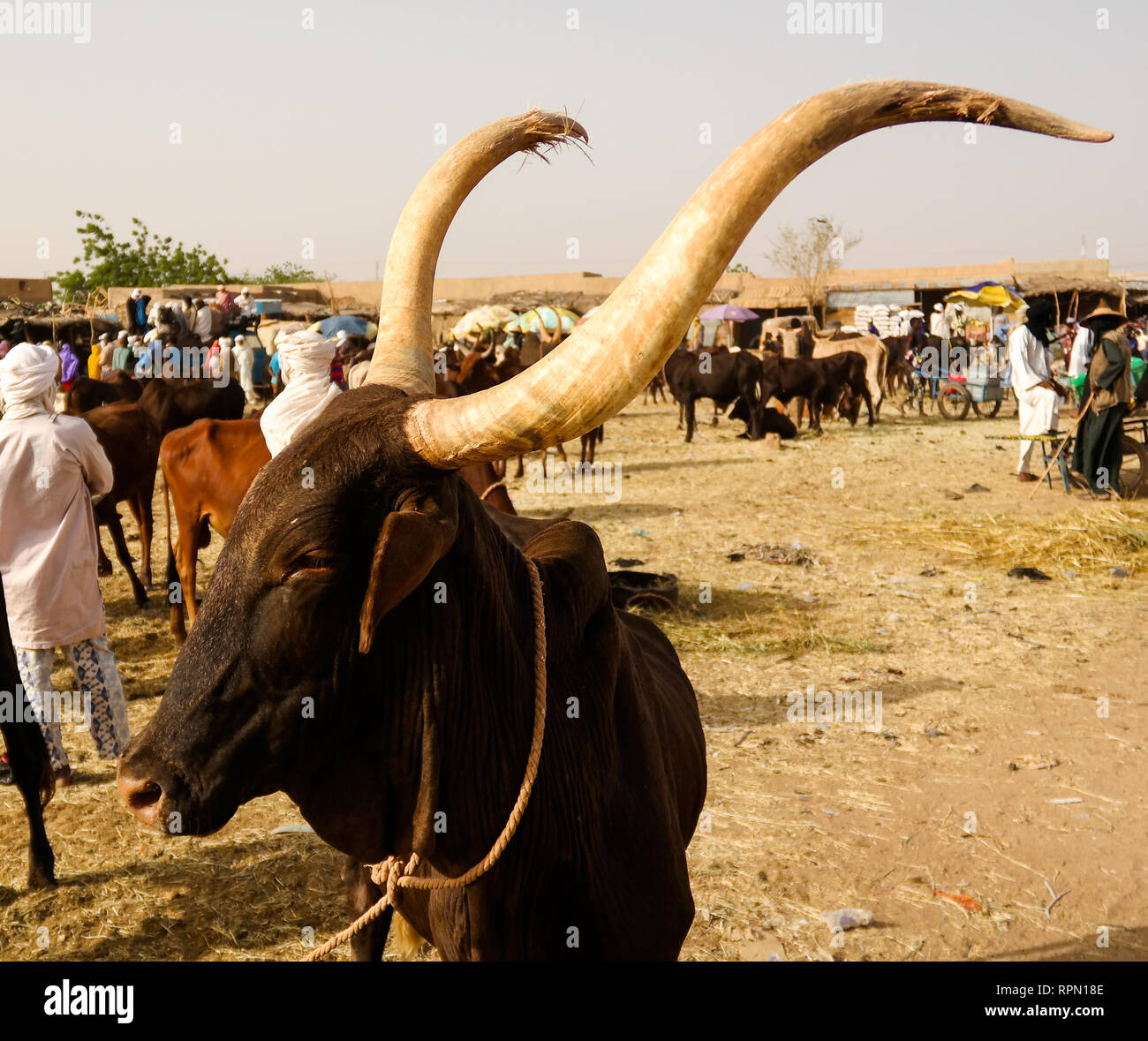Portrait of ankole-watusi bighorned bull at Agadez cattle market, Niger ...