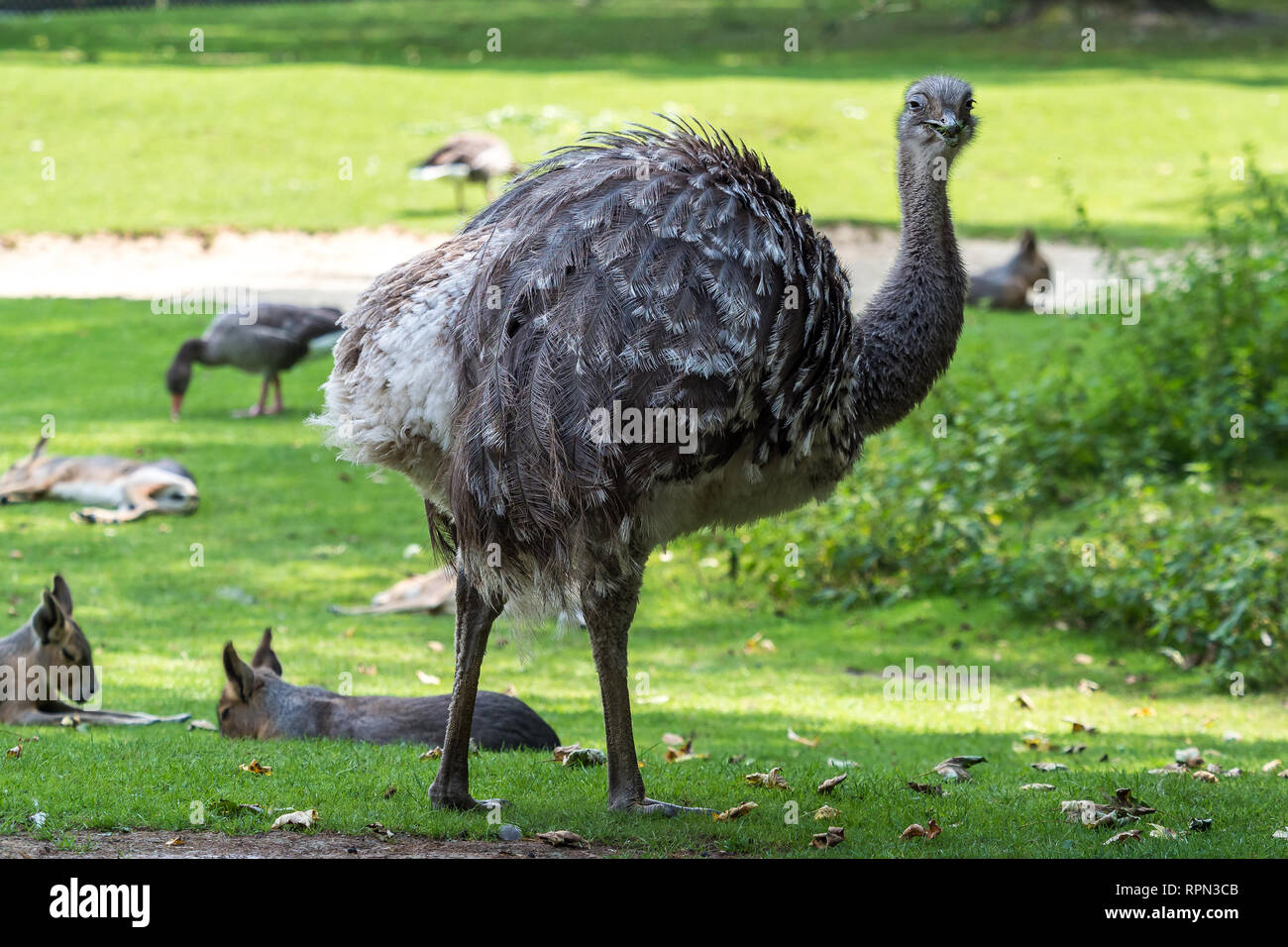 Darwin's rhea, Rhea pennata also known as the lesser rhea. It is a ...