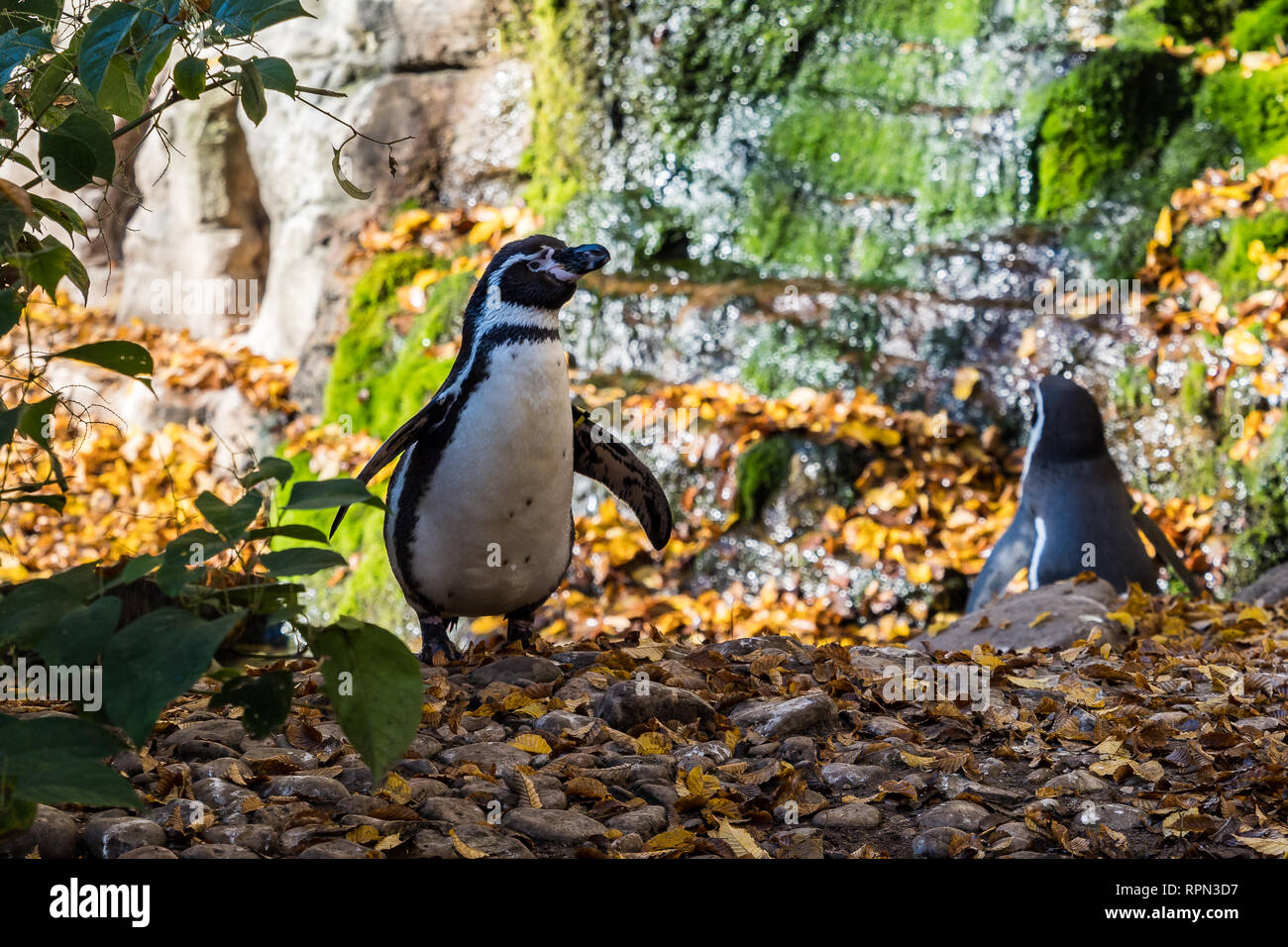 The Humboldt Penguin, Spheniscus humboldti also termed Peruvian penguin ...