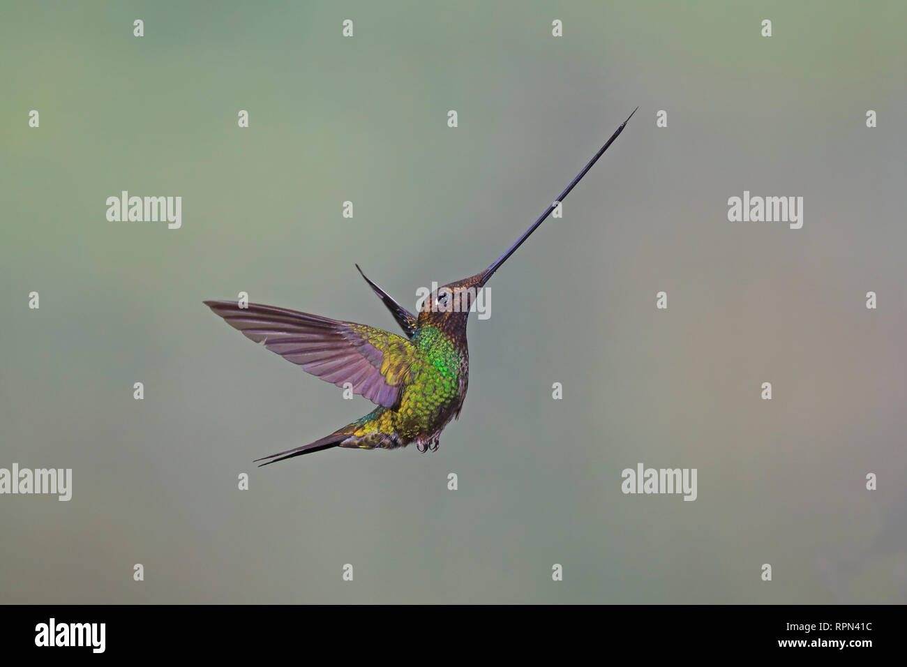 Sword-billed Hummingbird in flight using multi-flash in Ecuador Stock ...