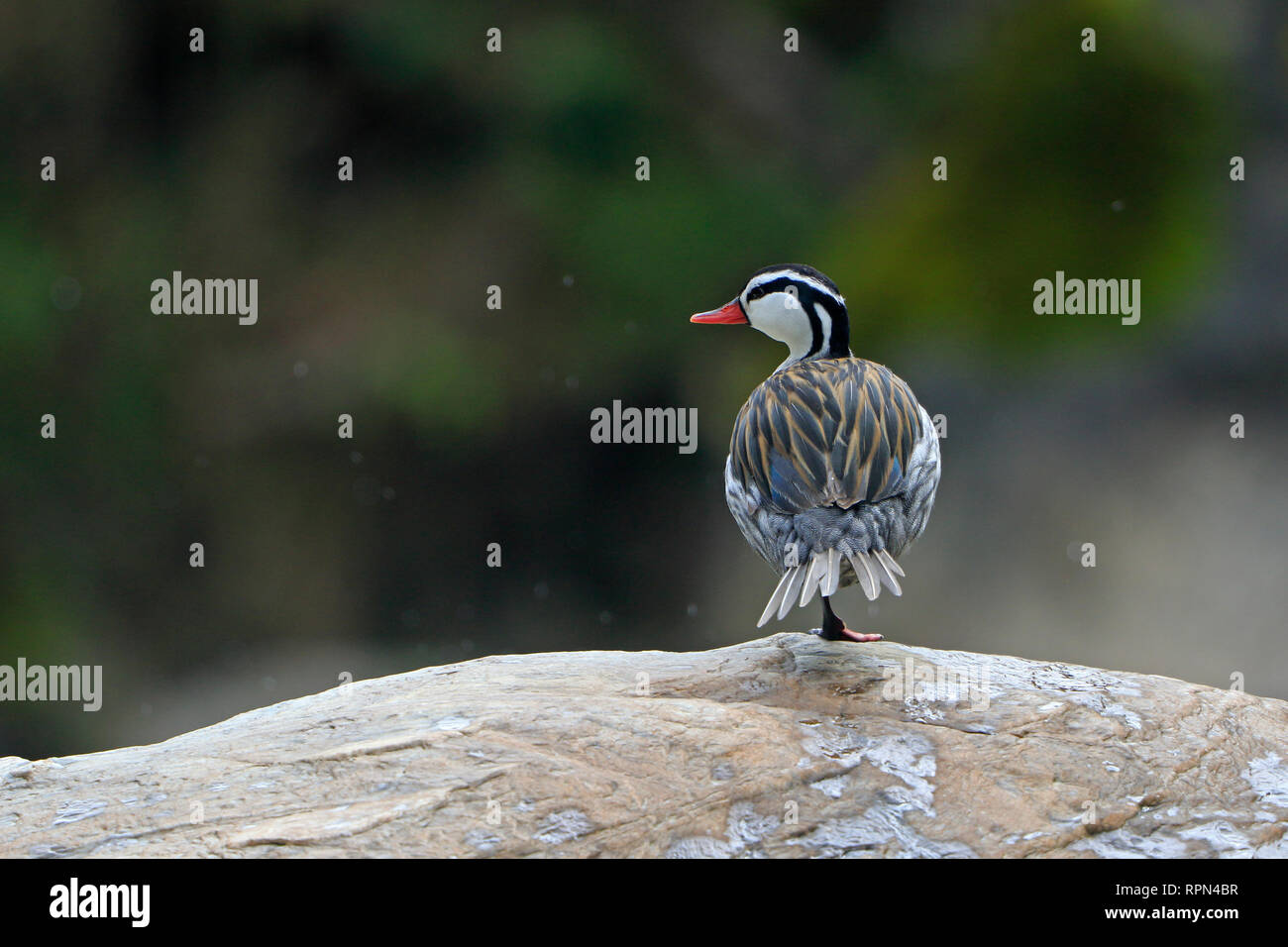 Torrent duck merganetta armata hi-res stock photography and images - Alamy