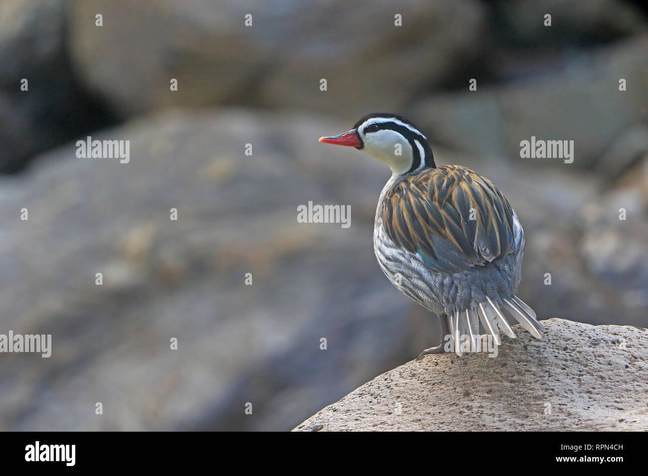 Torrent duck ecuador hi-res stock photography and images - Alamy