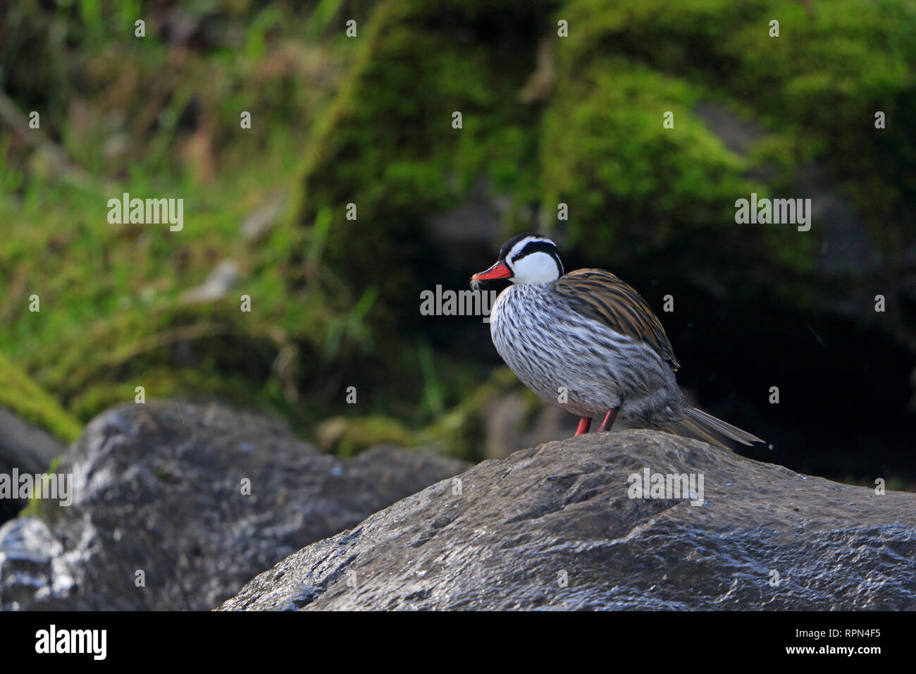 Torrent duck merganetta armata hi-res stock photography and images - Alamy